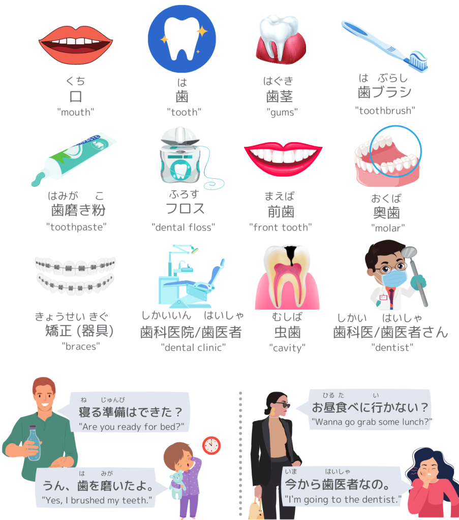 Japanese Vocabulary about Dentists & Teeth