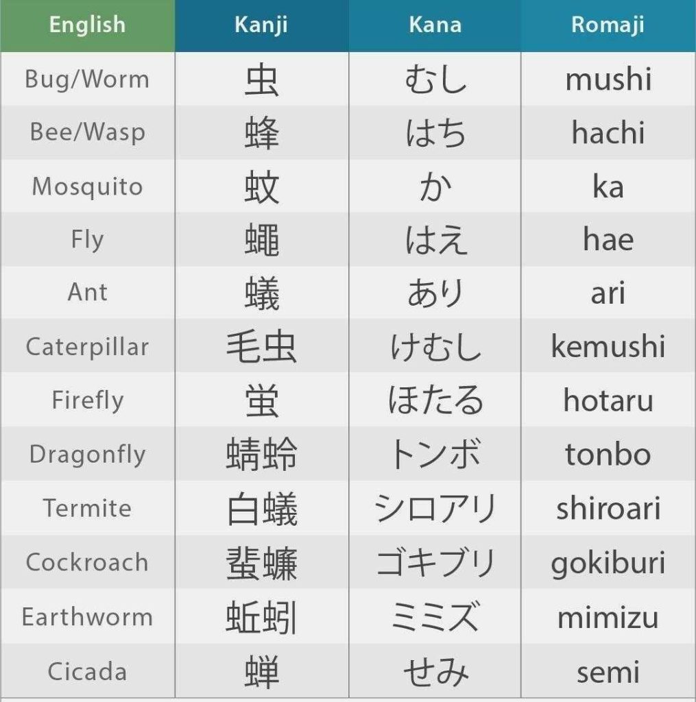 Japanese Vocabulary for Insect